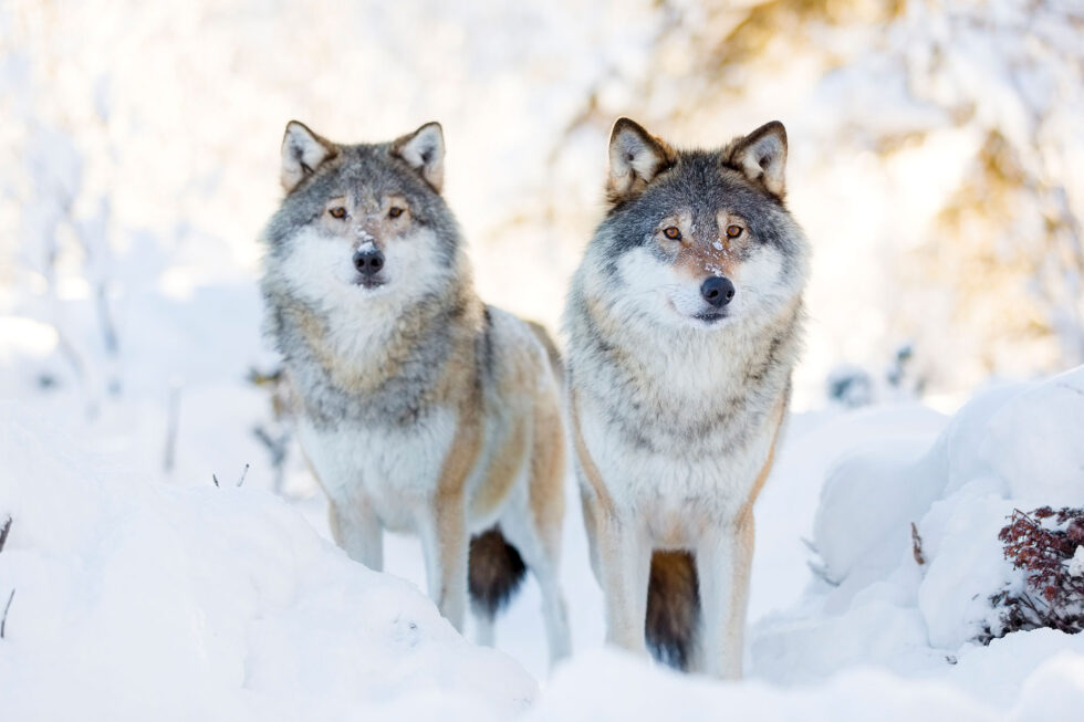 Die Parabel Von Den Zwei Wolfen